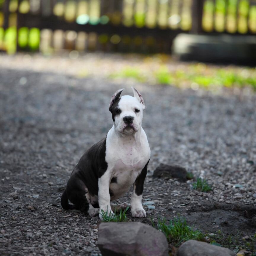 Стаффордширский терьер щенки щенок