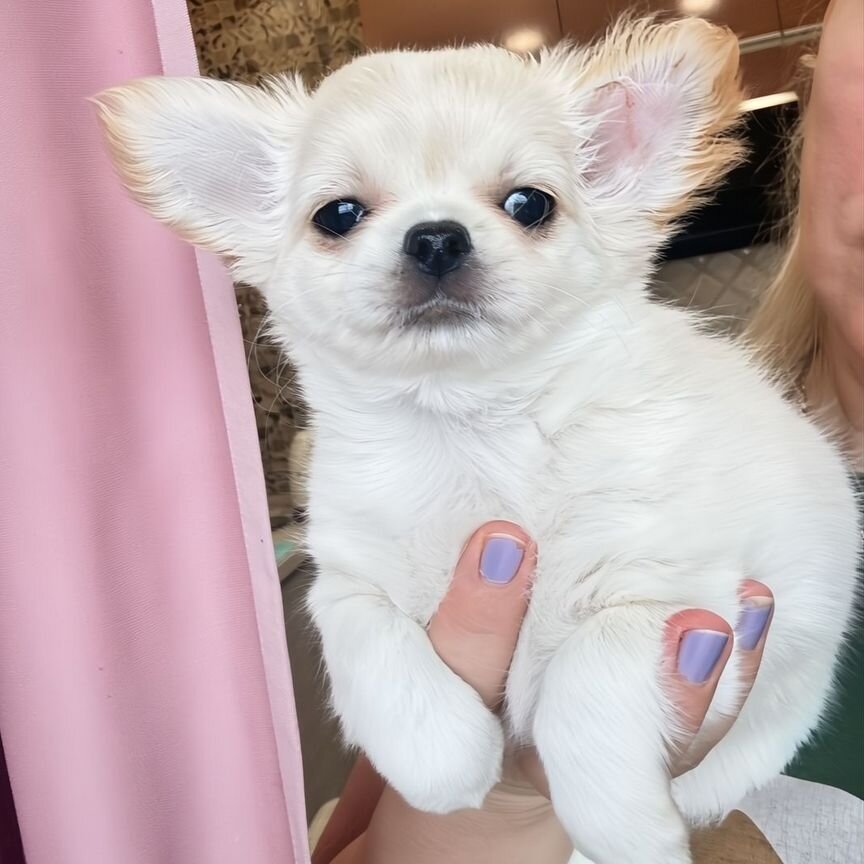 Чихуахуа, щенок