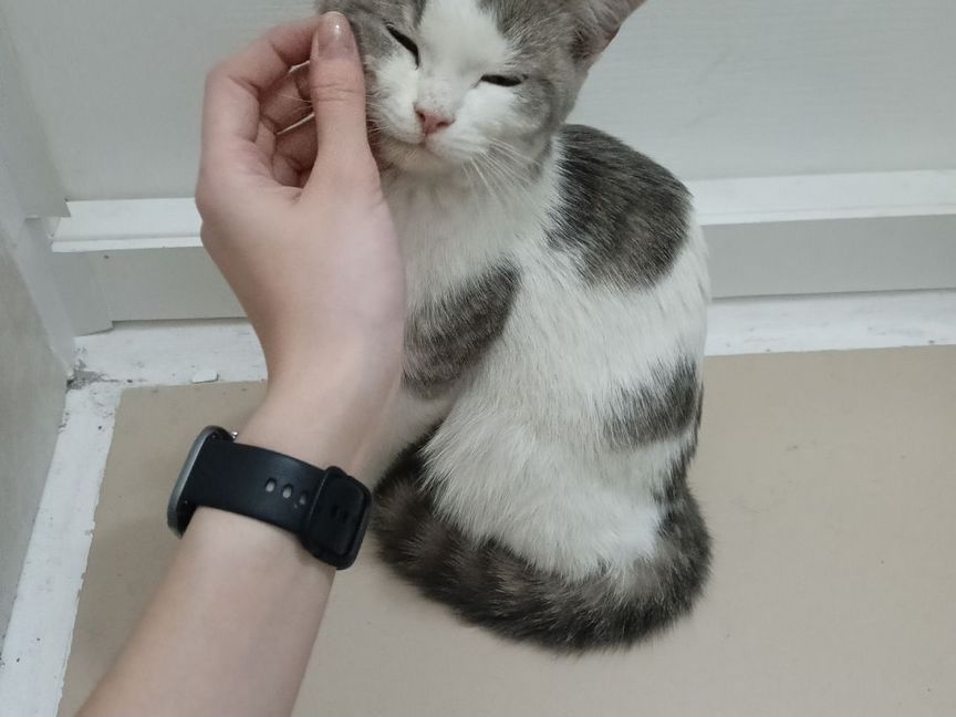 Помогите найти котику дом