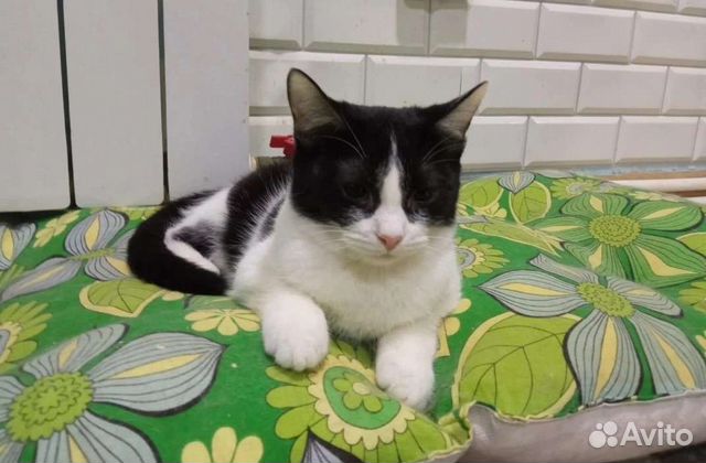 Кошка тоскует