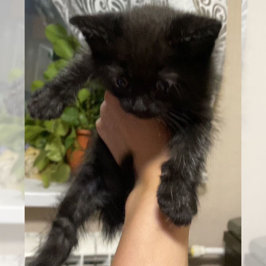 Котенок