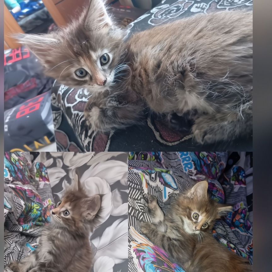 Мейн-кун котёнок