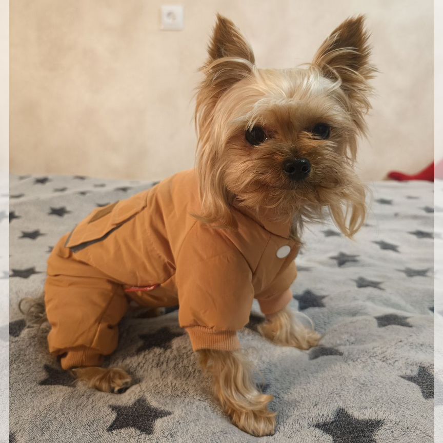 Комбинезон для собаки оранжевый с карманом