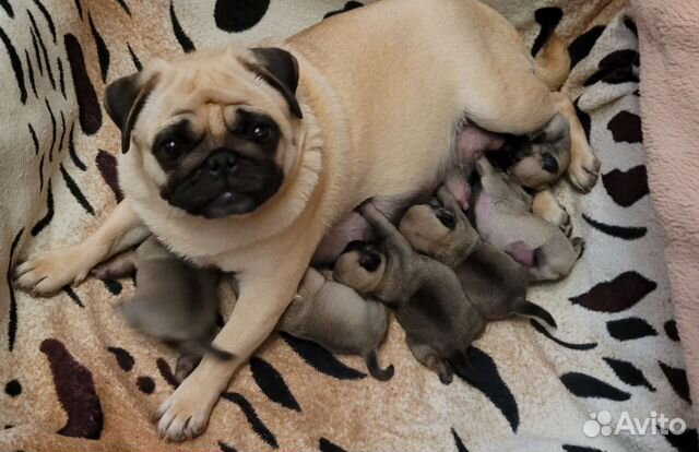 Щенки мопса