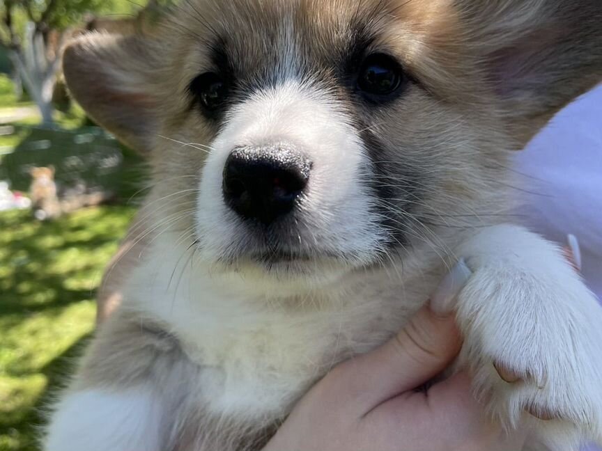 Щенки корги пемброк, продаются