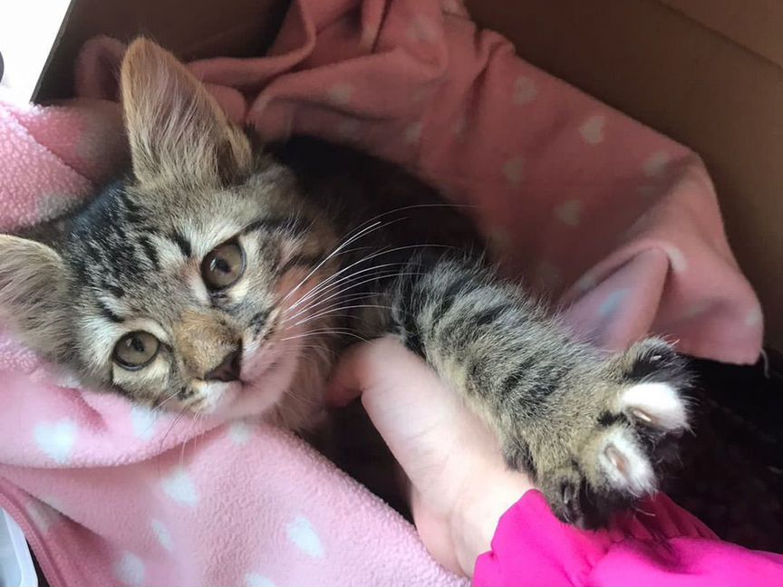 Котенок Тимоша очень хочет домой