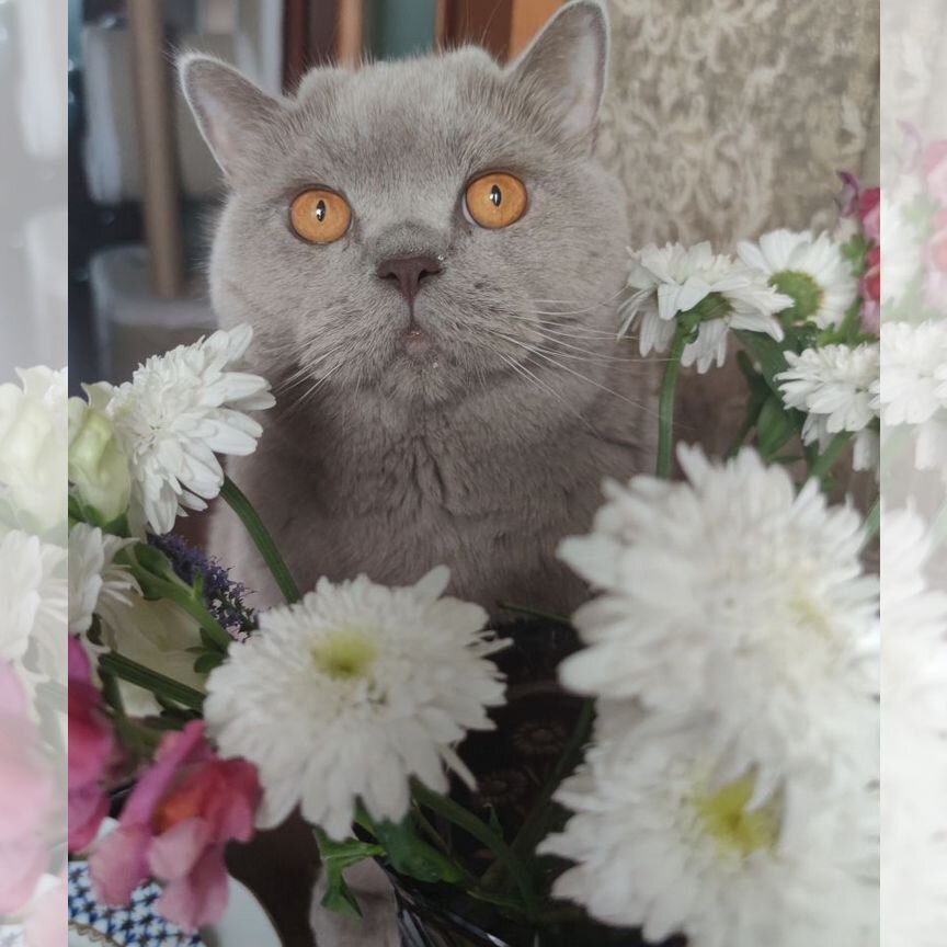 Британская кошка