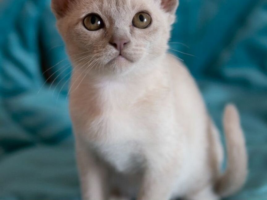 Бурманская лиловая кошечка с документами