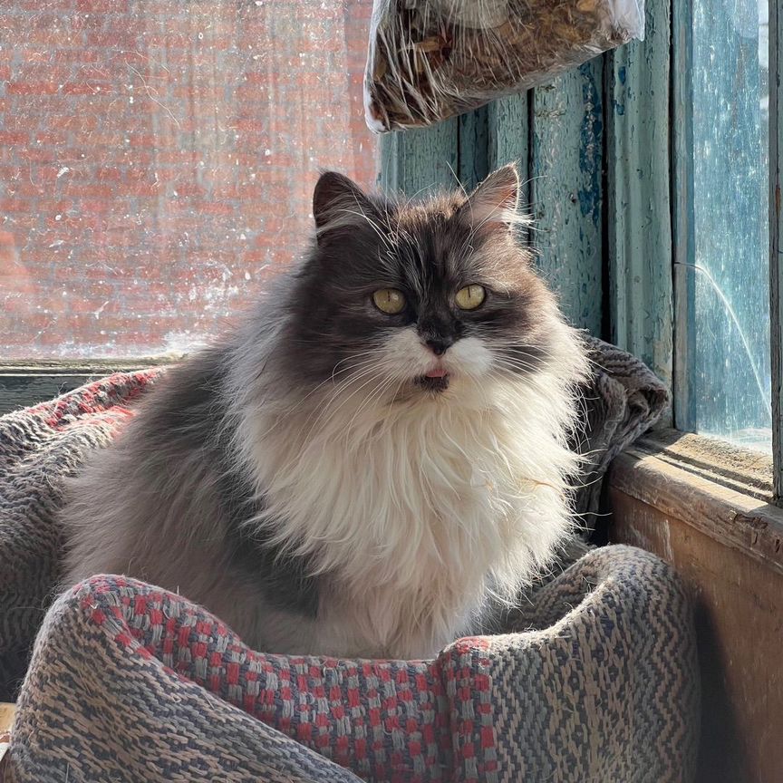 Плюша ищет дом