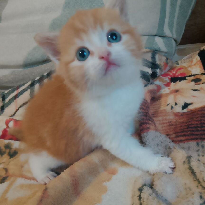 Отдаю котенка в добрые руки