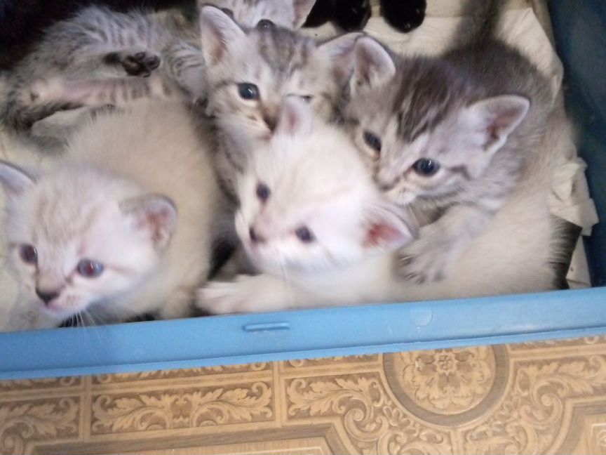 Котята - метисы