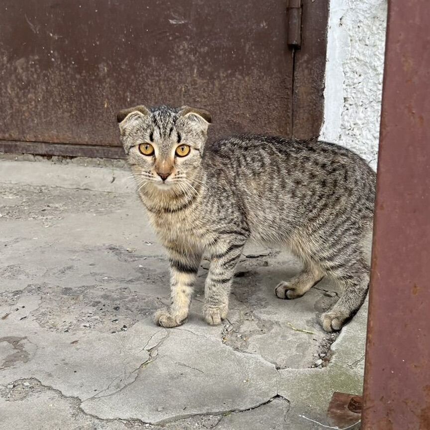 Вислоухая кошечка