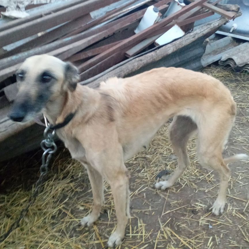 Продам щенков