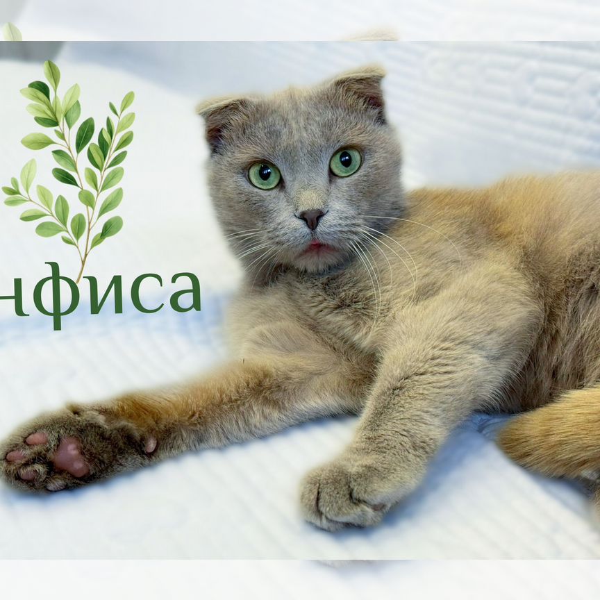 Красавица Анфиса, вислоухая молодая кошечка в дар