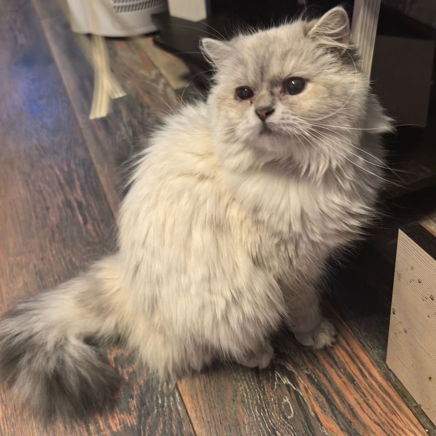 Шотландский вислоухий длинношёрстный котёнок