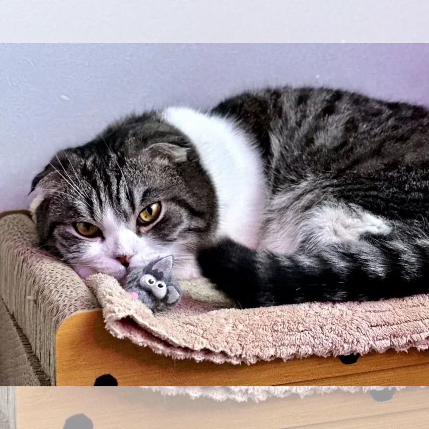 Шотландский вислоухий короткошёрстный, взрослый кот