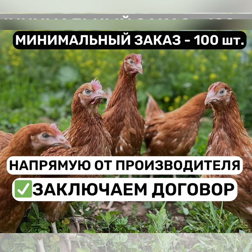 Куры несушки оптом в рассрочку