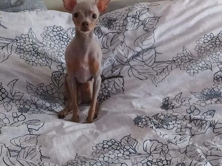 Мои животные