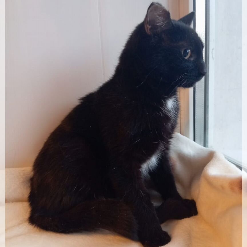 Котик Сникерс около года