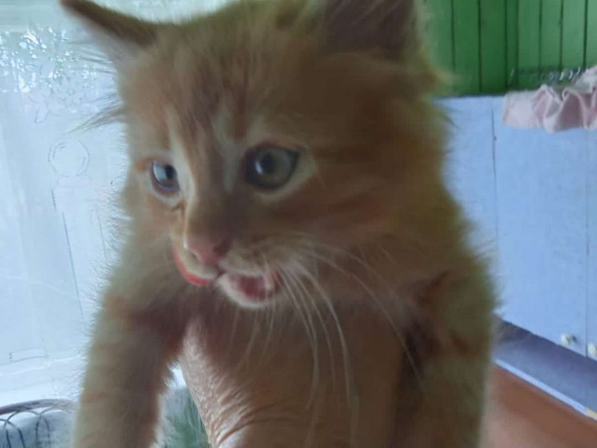 Отдам котят в добрые руки