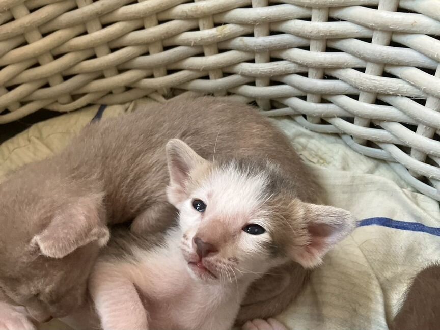 Ориентальные котята