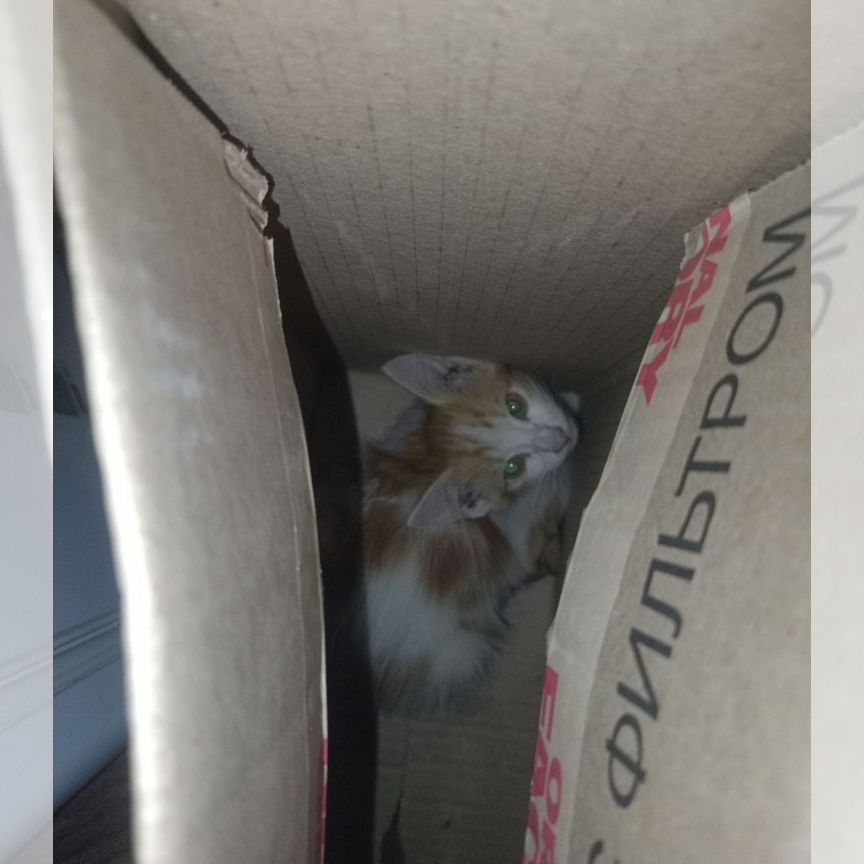 Котята в добрые руки мальчик