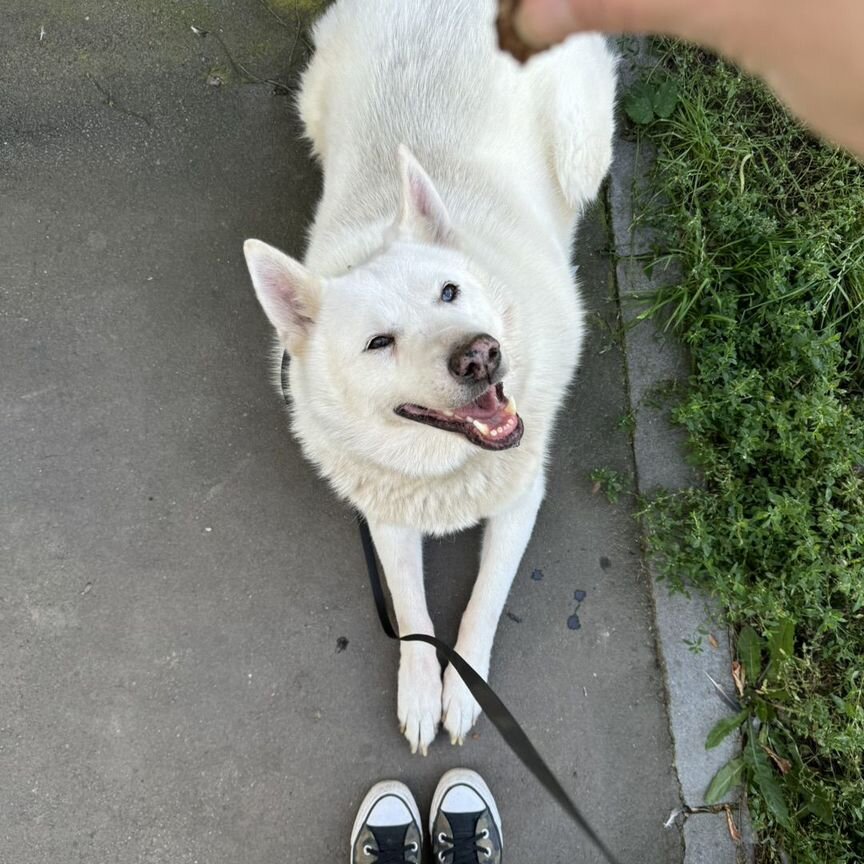 Собака в добрые руки (Швейцарская овчарка)