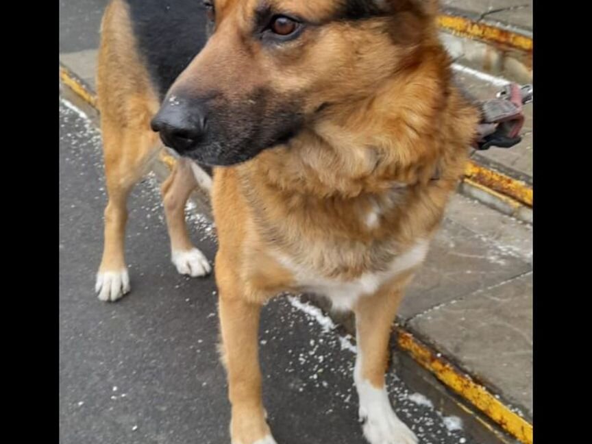 Остался одинокий пес