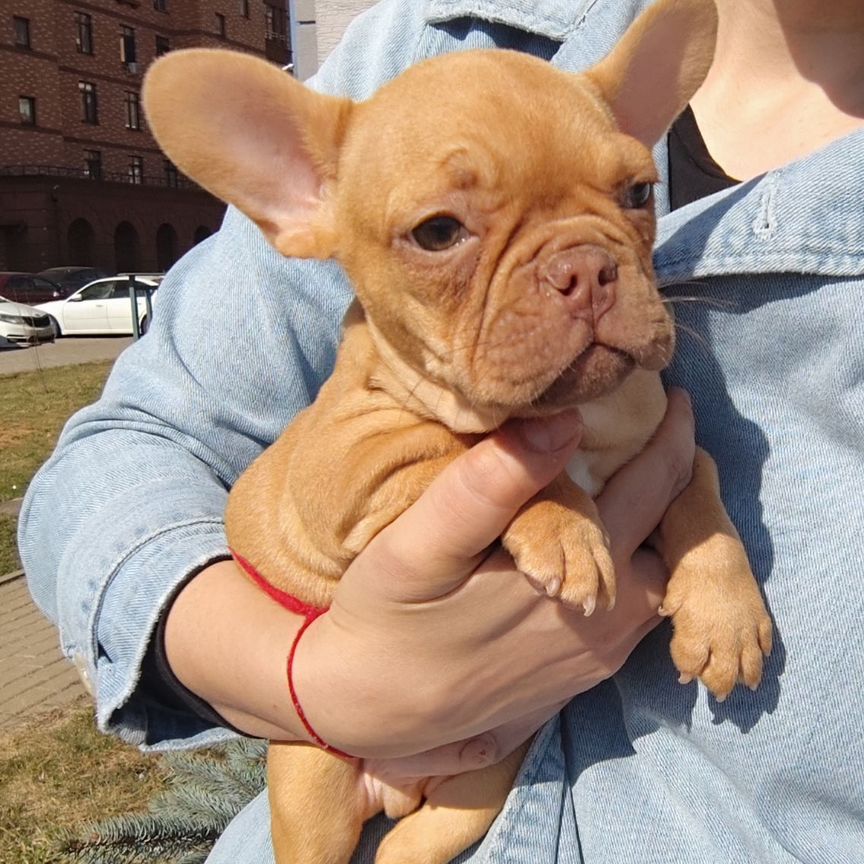 Французский бульдог, щенок