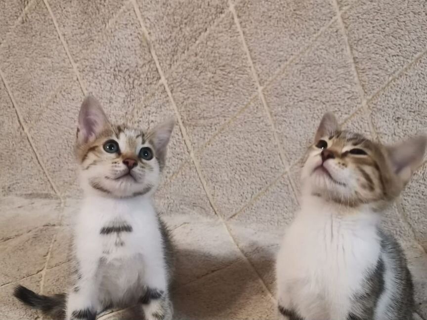 Красивые котята