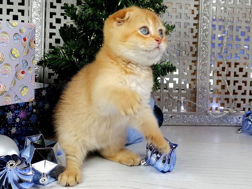 Шотландские вислоухие котята золотая шиншилла