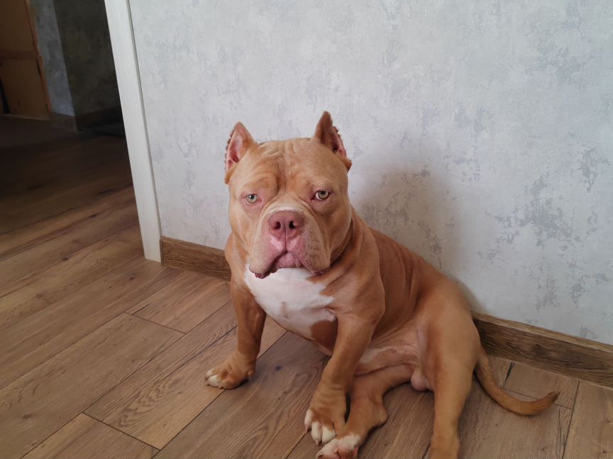 Продам Американский булли