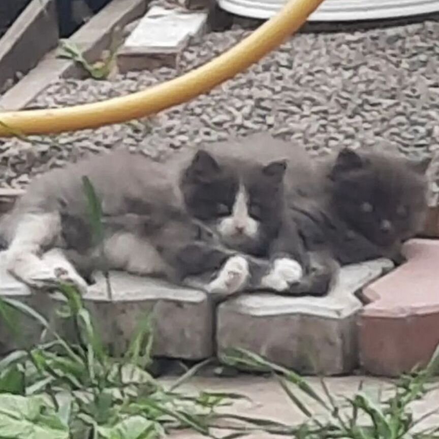 Котёнок в добрые руки