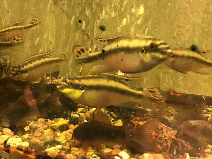 Попугаи пельвики