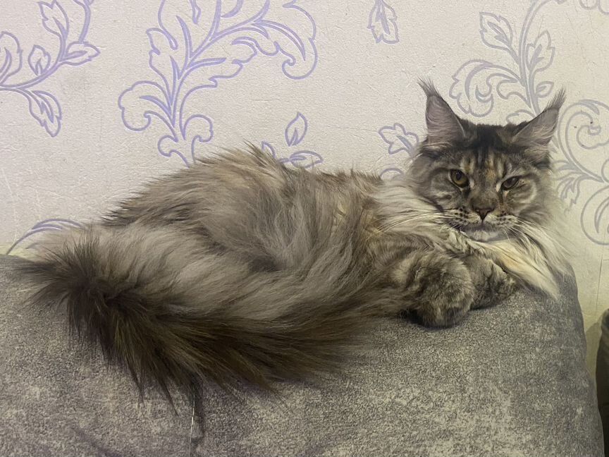 Кошечка Мейн-кун