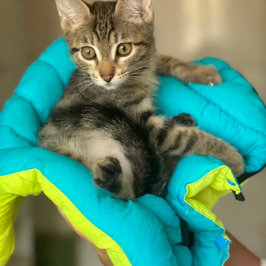 Котёнок полосатик из приюта в добрые руки