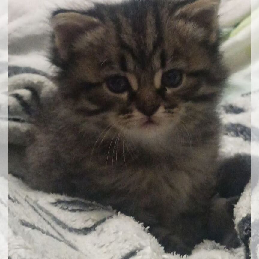 Отдаю котят в добрые руки