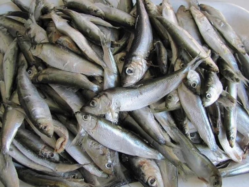 Килька на корм животным