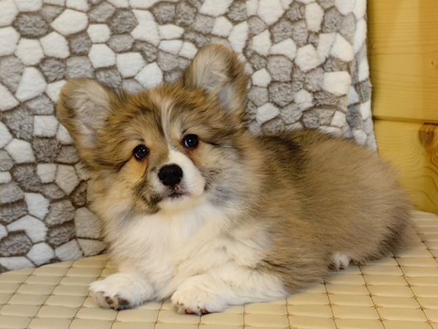 Девочка - флаффи. Вельш Корги Пемброк