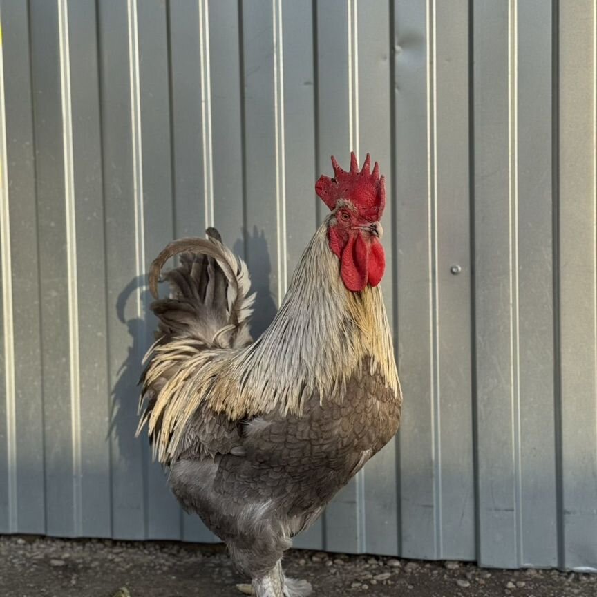 Петух Маран голубой