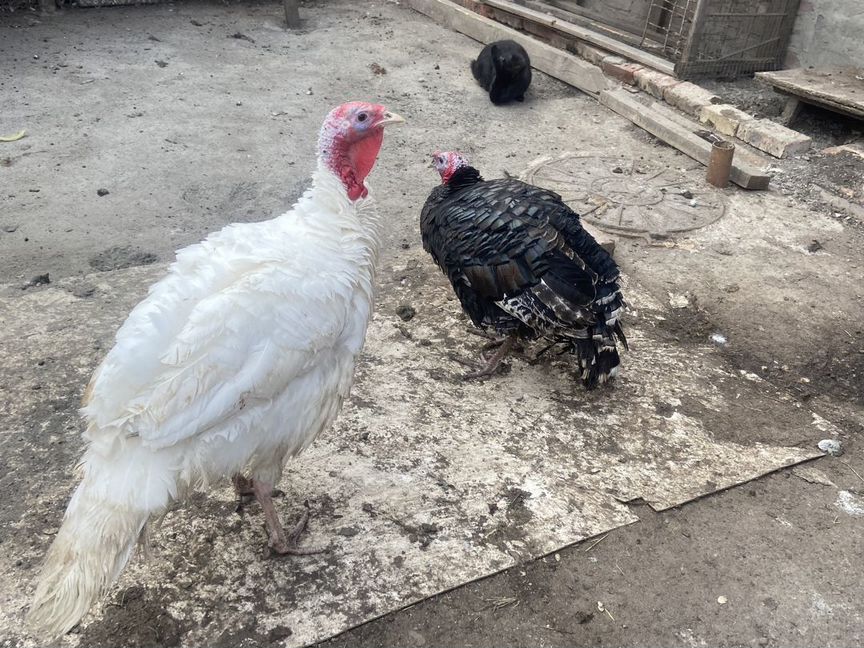 Меняю индюка или индюшку