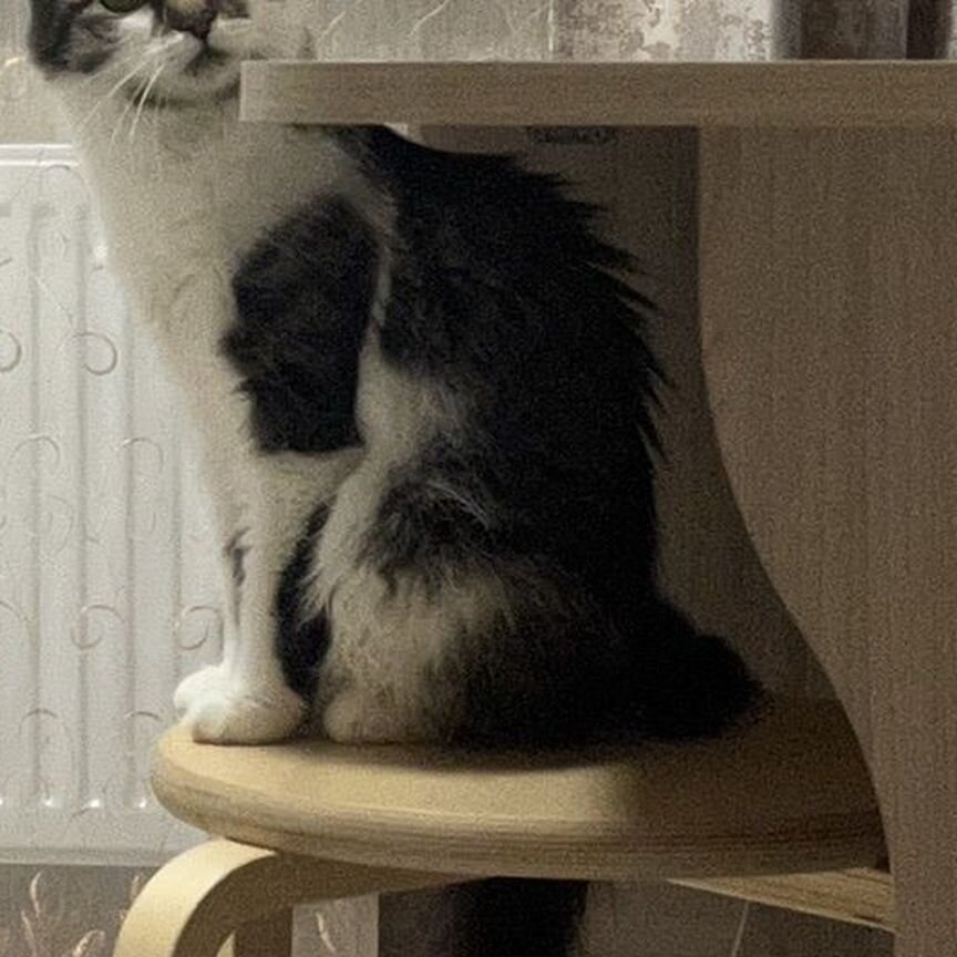 Взрослая, кошка в добрые руки
