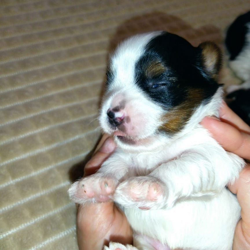 Щенки бивер йорка