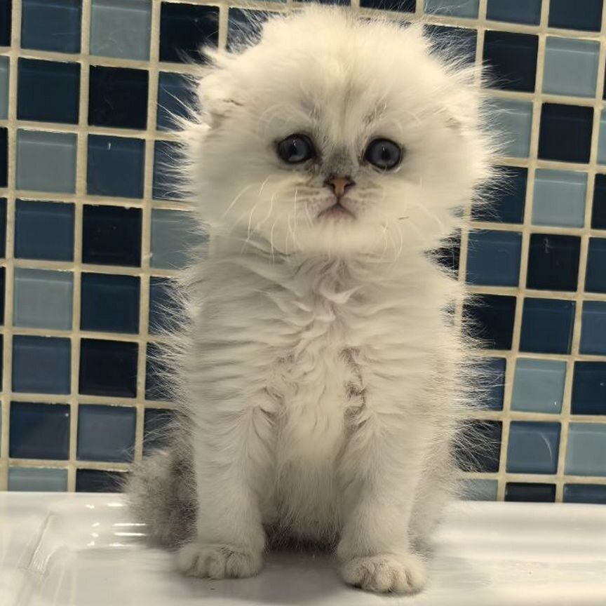 Котята хайленд Фолд