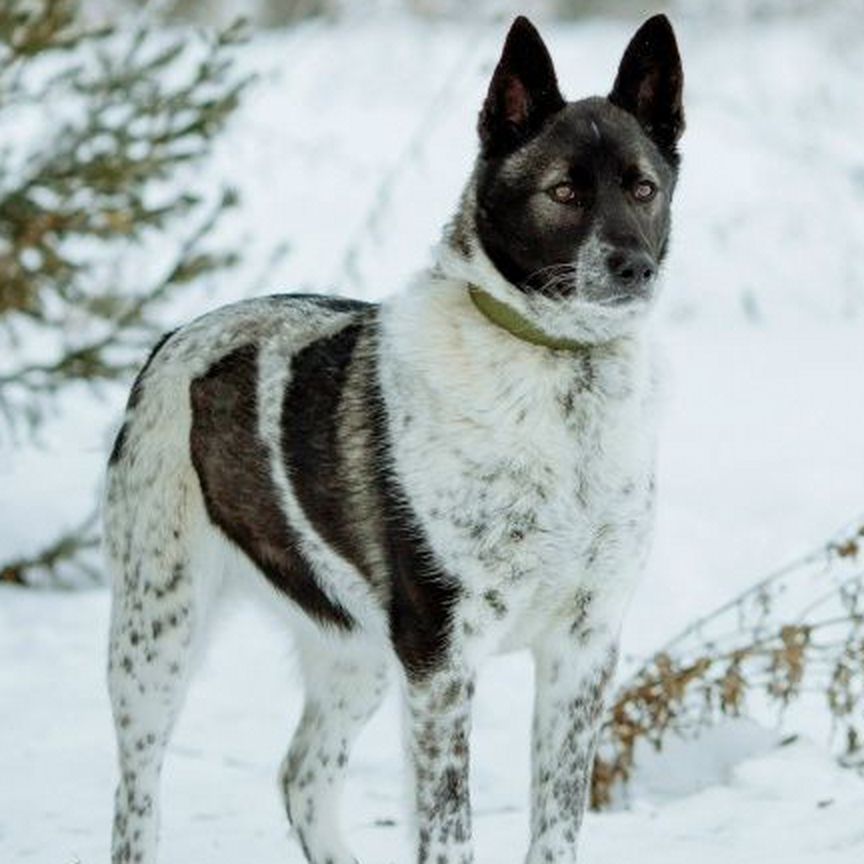 Взрослая собака из приюта