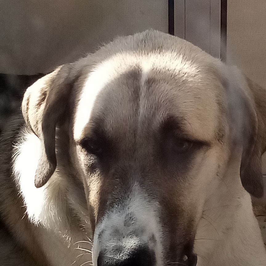 Отдам в добрые руки 8 месячного метиса алабая