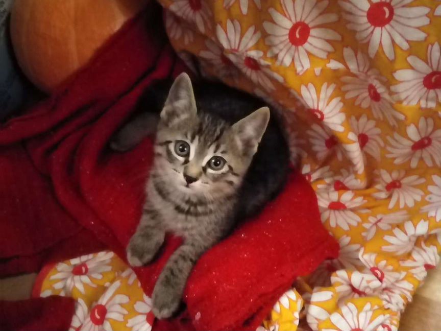 Кошка