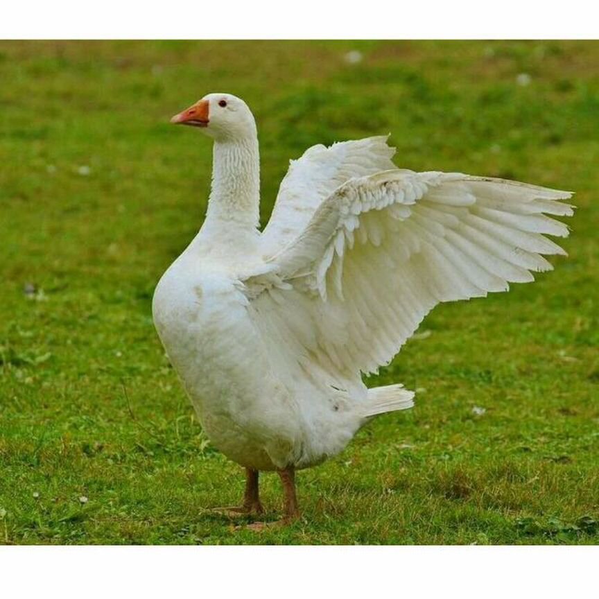 Гуси продажа