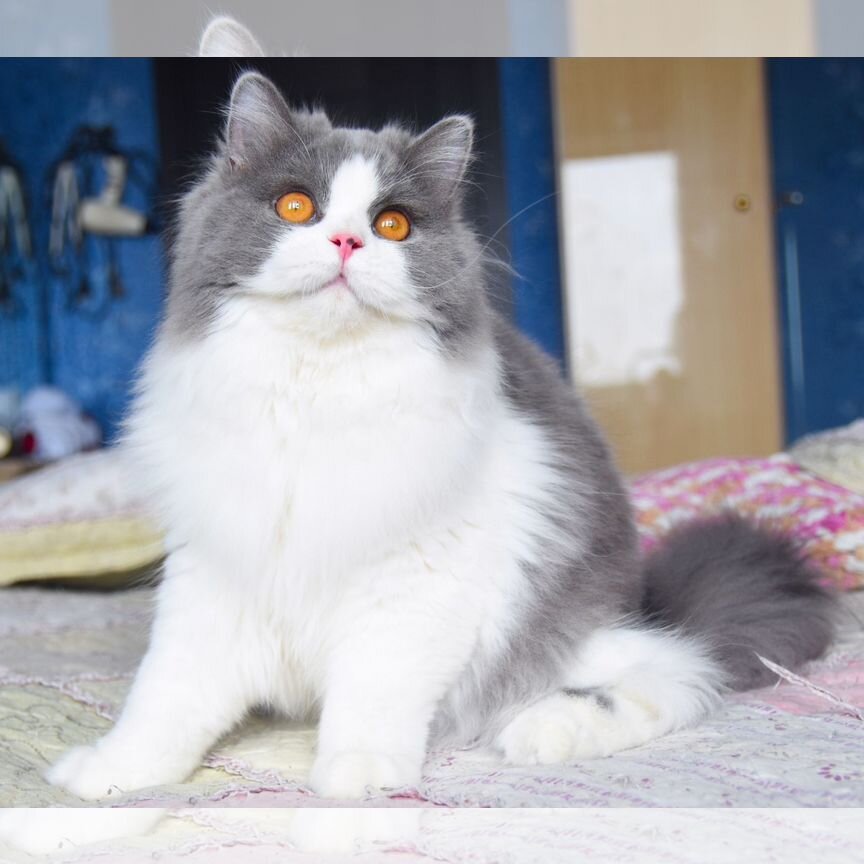 Британский длинношёрстный котёнок