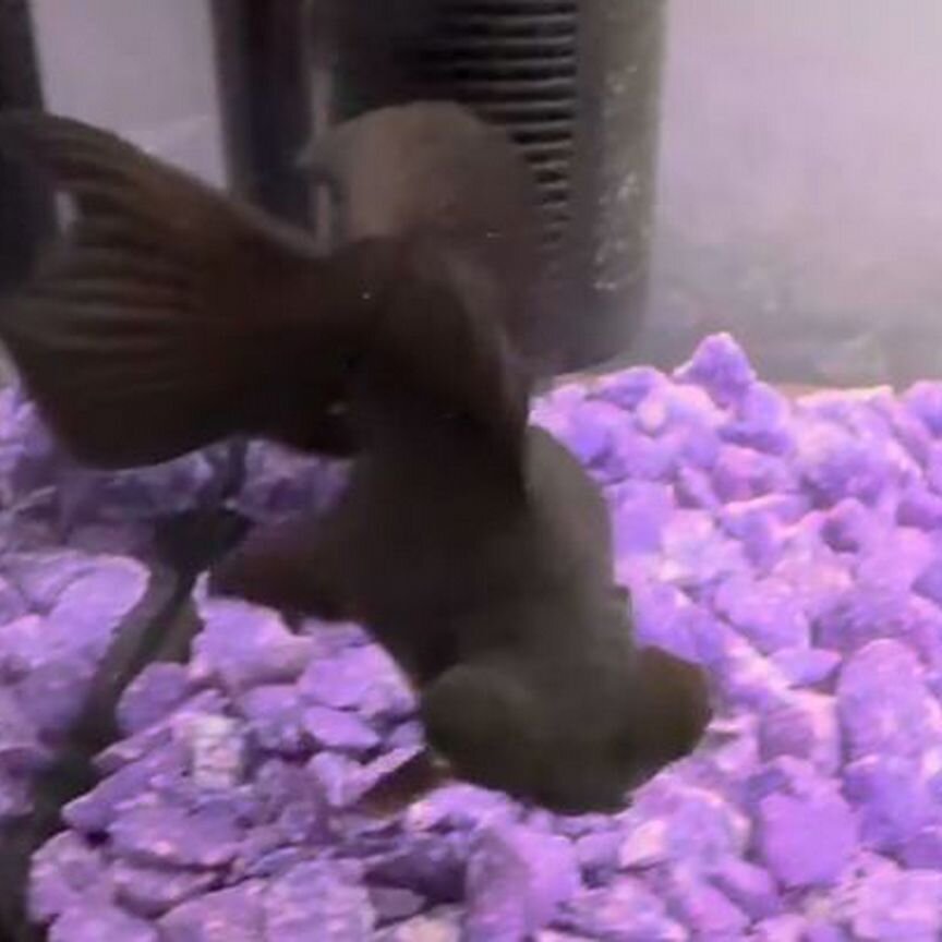 Золотая рыбка телескоп